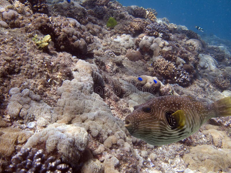Toadfish stock photo. Image of tropical, toadfish, water - 15649008