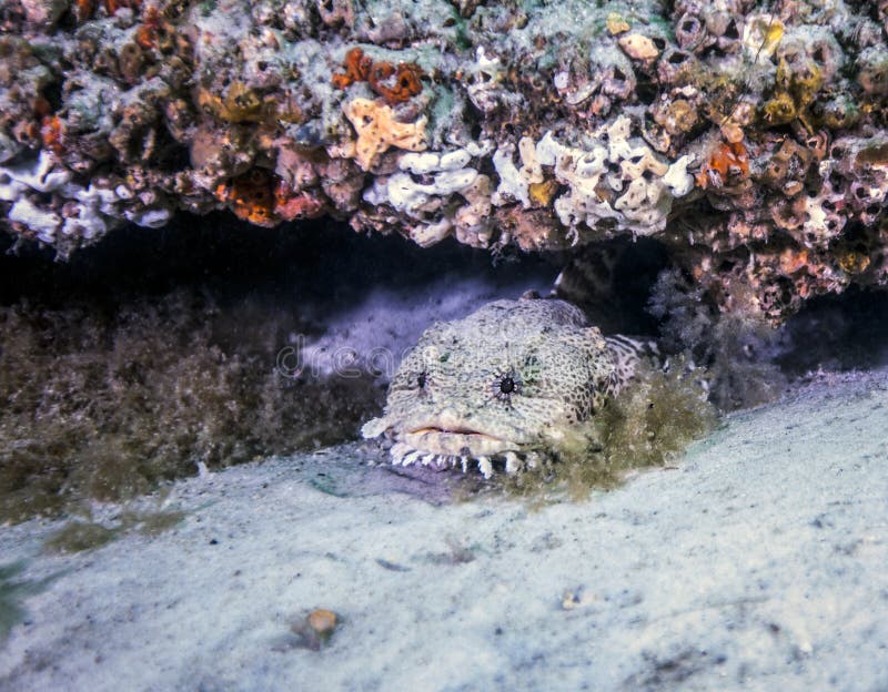 Toadfish De La Ostra - St Andrews Bay Channel Foto de archivo - Imagen ...