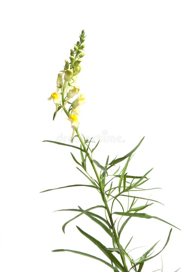 Toadflax stock image. Image of macro, officinal, linaria - 76280597