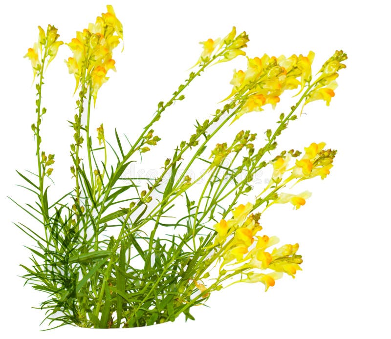 Toadflax (Linaria Vulgaris) Stock Photo - Image of summer, officinal ...