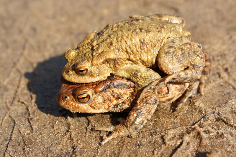 Toads stock photo. Image of natural, nature, toad, wildlife - 12918138