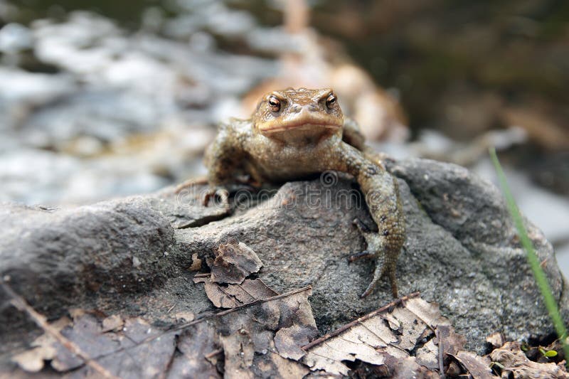 Toads stock image. Image of exotic, posing, amphibian - 24000473