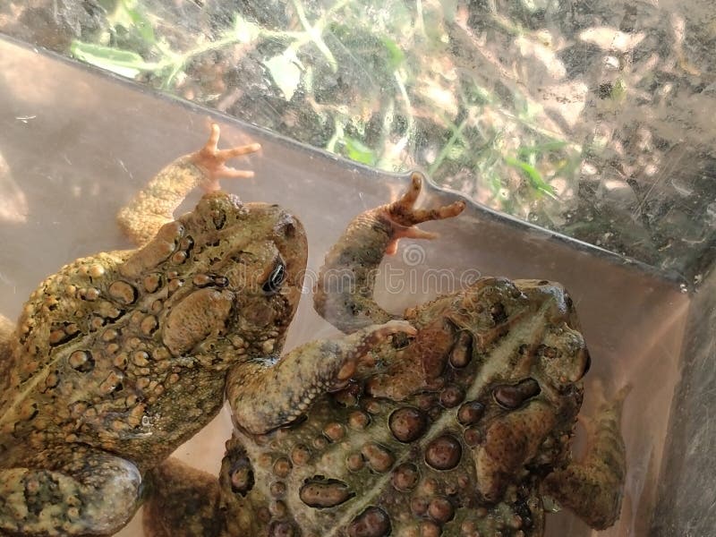 Toads amphibians frogs stock image. Image of toads, snake - 255083039