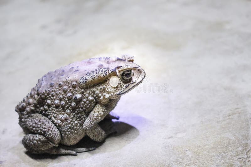 Toads with Bumpy Skin and Sitting on the Floor , Amphibians Stock Image ...