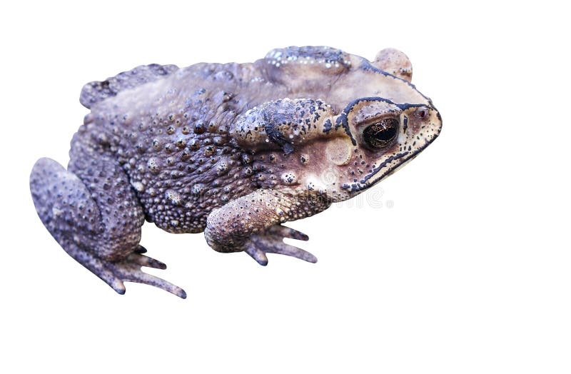 Toads with Bumpy Skin and Sitting on the Floor , Amphibians Isolated on ...