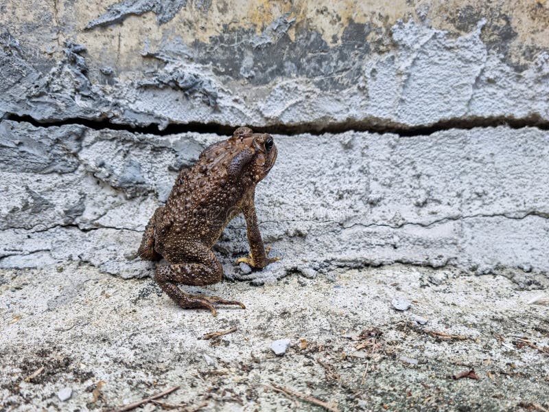 Toads, Frogs, Bullfrogs, Skin Patterns Can Be Clearly Seen on the ...