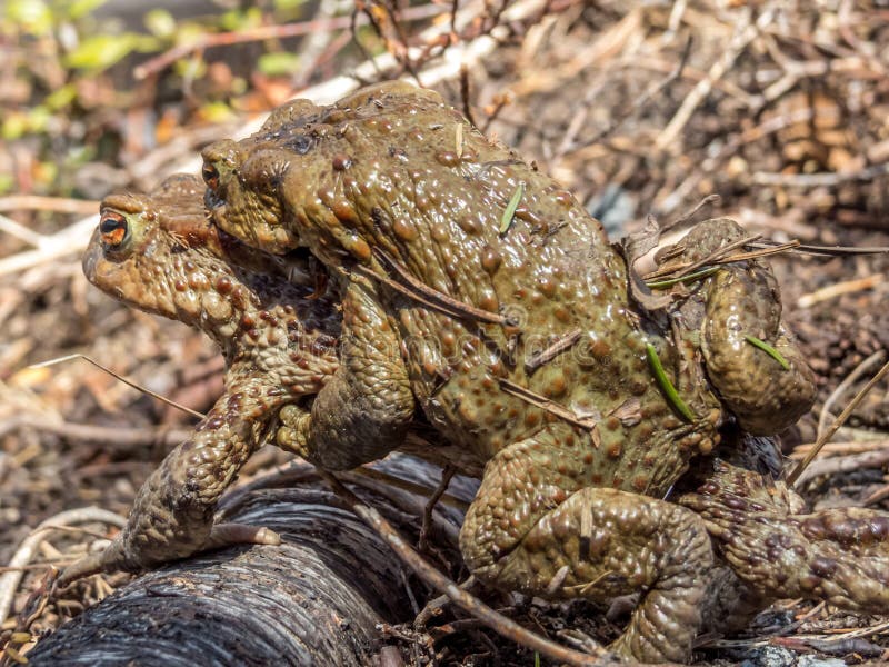 Toads stock image. Image of male, mating, spring, paddor - 42818593