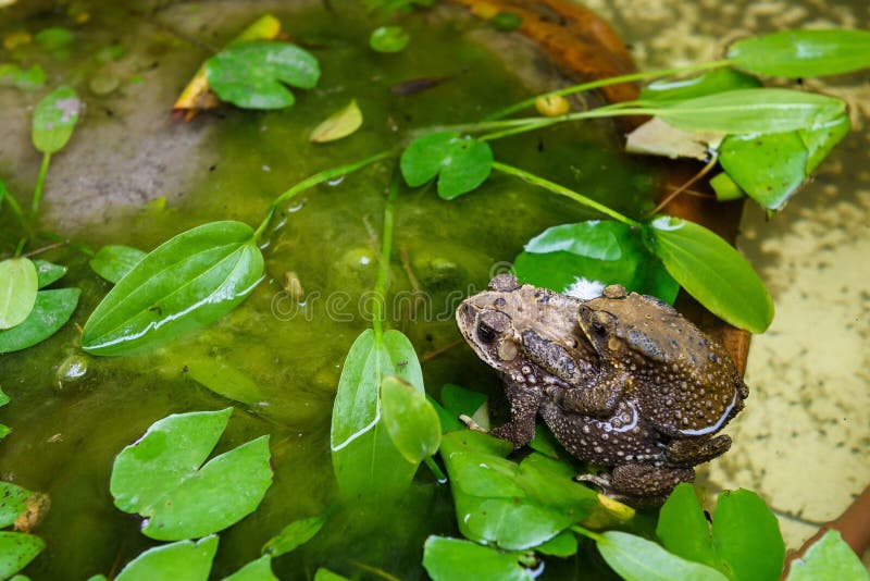 Toads Having Sex on the Pond Stock Image - Image of couple, lotus: 97044195