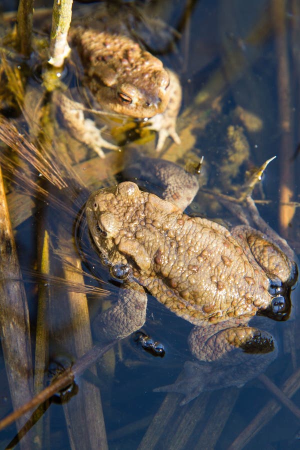 Toads Mouth Rock, Derbyshire Stock Photo - Image of toad, wall: 28165486