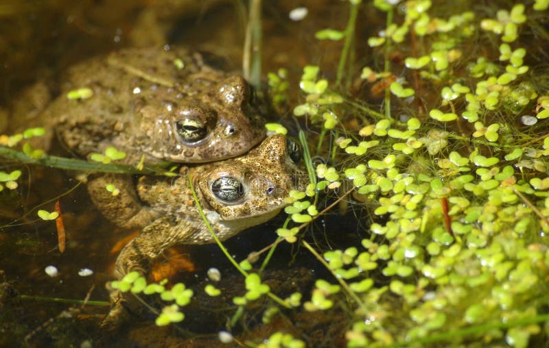 Toads mating stock image. Image of frog, amphibians, ribbit - 7243383