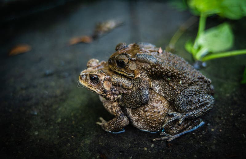 Toads are Mating in the Puddle Stock Image - Image of insect, toads ...