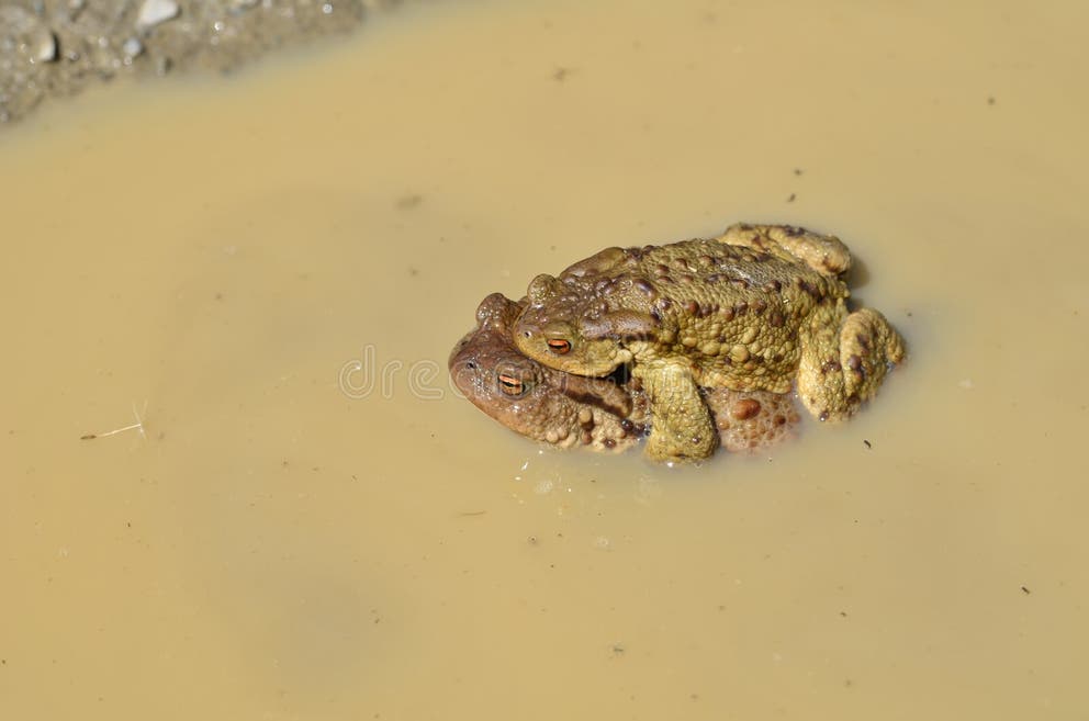 Toads mating stock image. Image of nature, toads, close - 72196369
