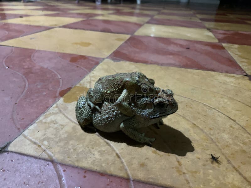 Toads Sitting on Top of Each Other Stock Photo - Image of closeup, love ...