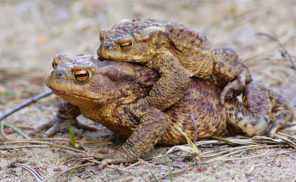 Toads together love stock photo. Image of froggy, cute - 24330664