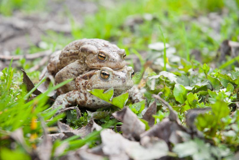 Toads stock photo. Image of brown, landscape, family - 53169220
