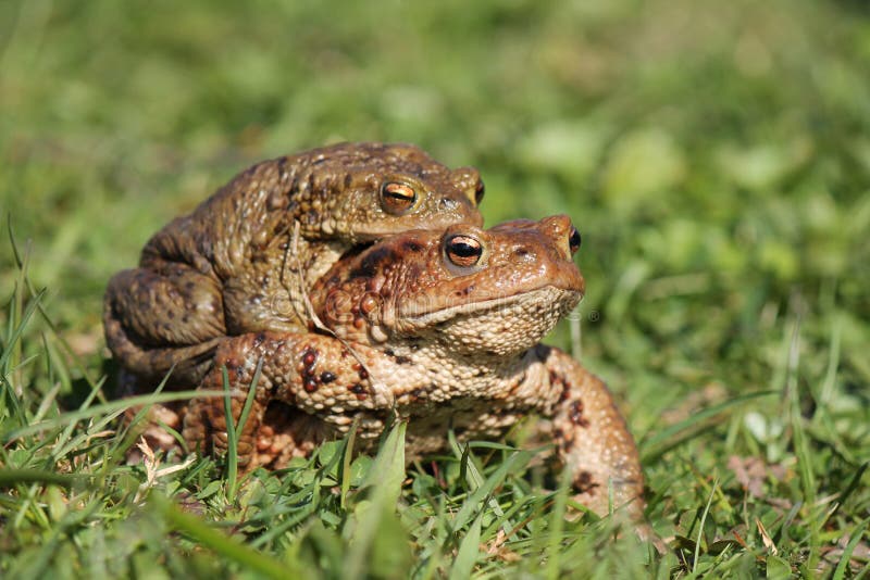 Toads stock image. Image of toads, gras, summer, green - 47802321