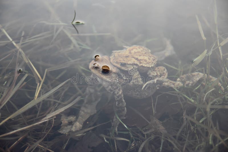 Toads underwater stock image. Image of toad, nature, invasive - 24000487