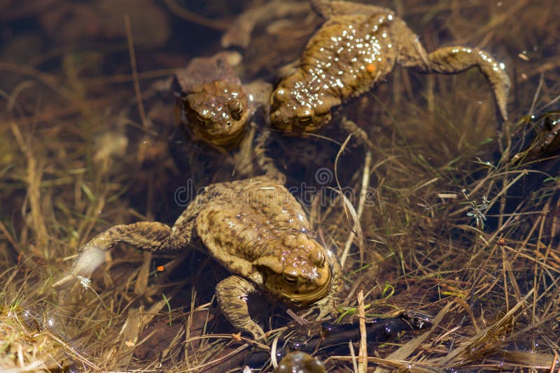 Toads in the water stock image. Image of toad, skin - 188854975