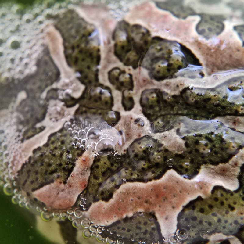 Toadskin Stock Photos - Free & Royalty-Free Stock Photos from Dreamstime