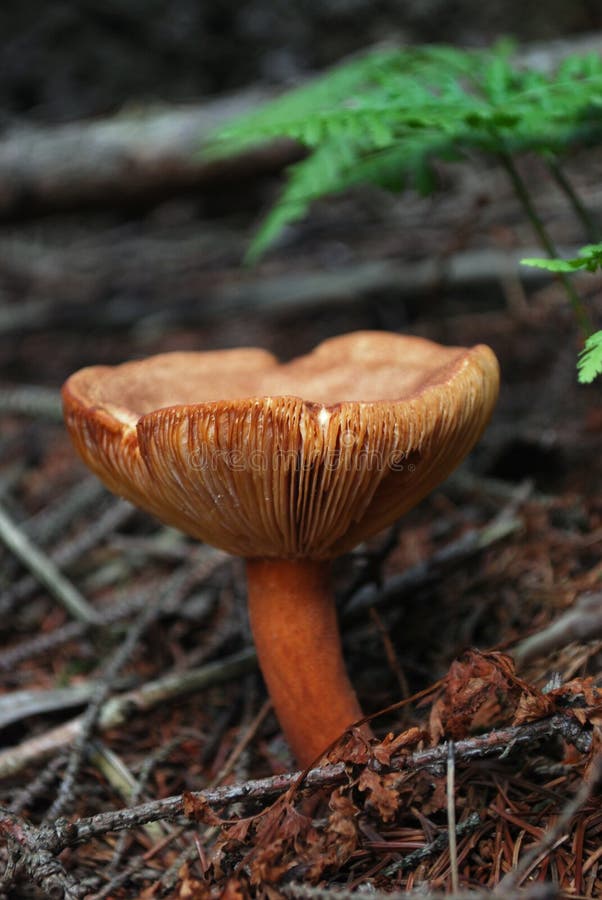 Toadstool stock photo. Image of macro, fall, plant, forest - 10799826