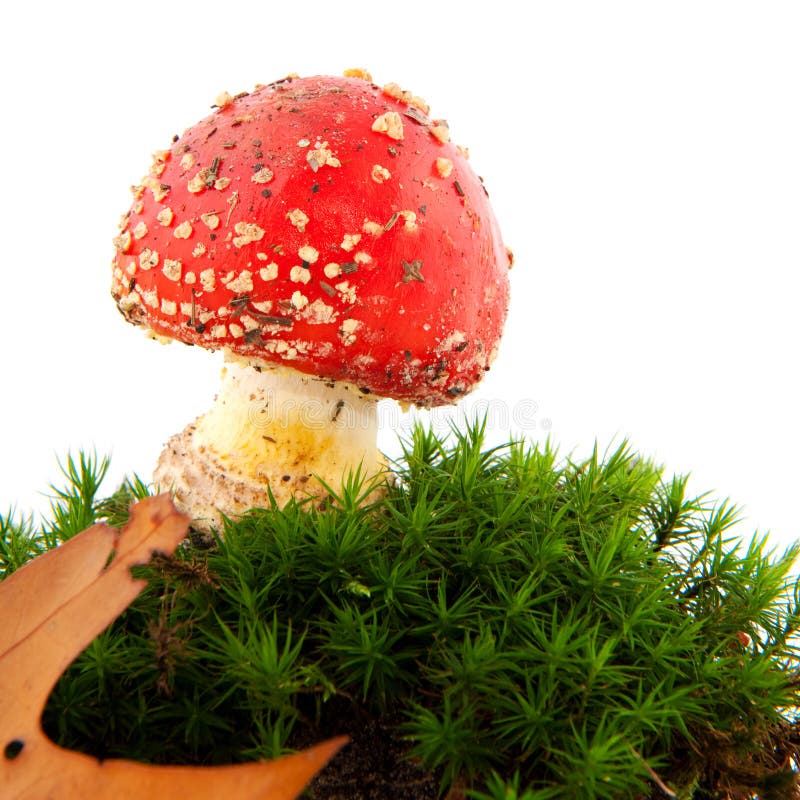 Toadstool stock photo. Image of forest, isolated, amanita - 13428508