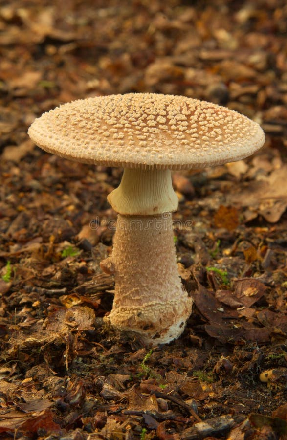Toadstool stock image. Image of england, gill, ground - 1485159