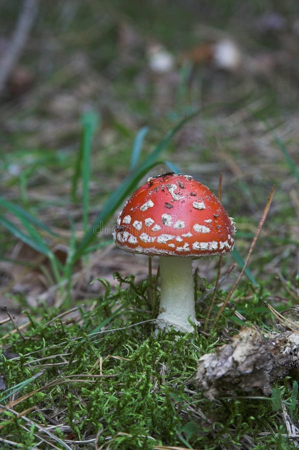 Toadstool stock photo. Image of pick, mushrooms, picking - 1543868