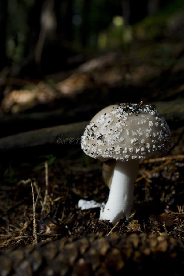 Toadstool stock photo. Image of toadstool, mushroom, nature - 15748554