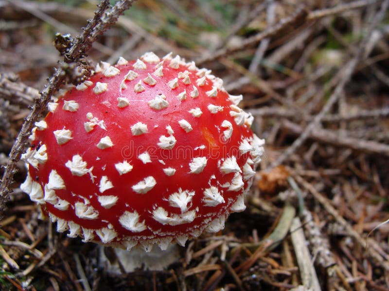 Toadstool stock image. Image of ground, dangerous, color - 16137347