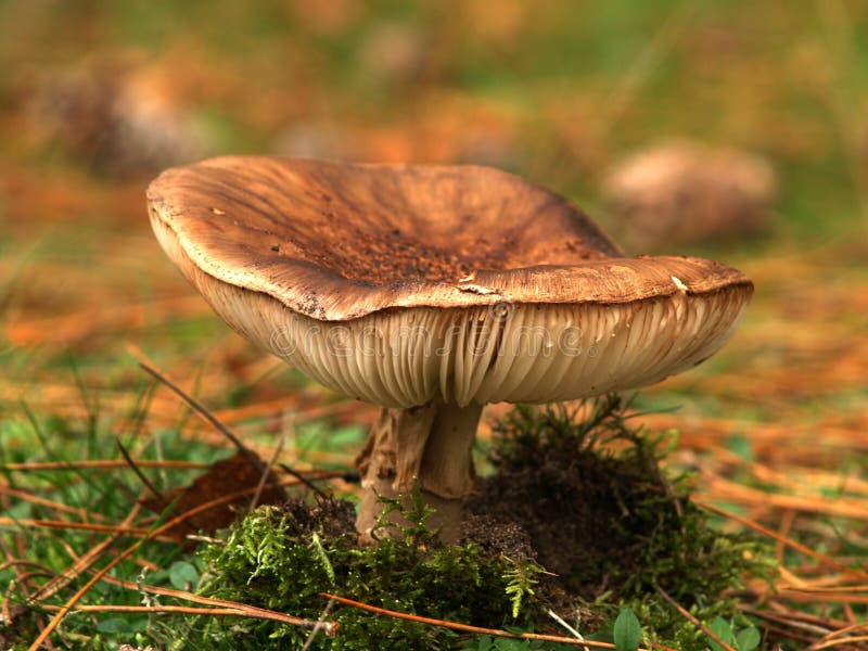 Toadstool stock image. Image of tree, garden, backdrop - 1624027