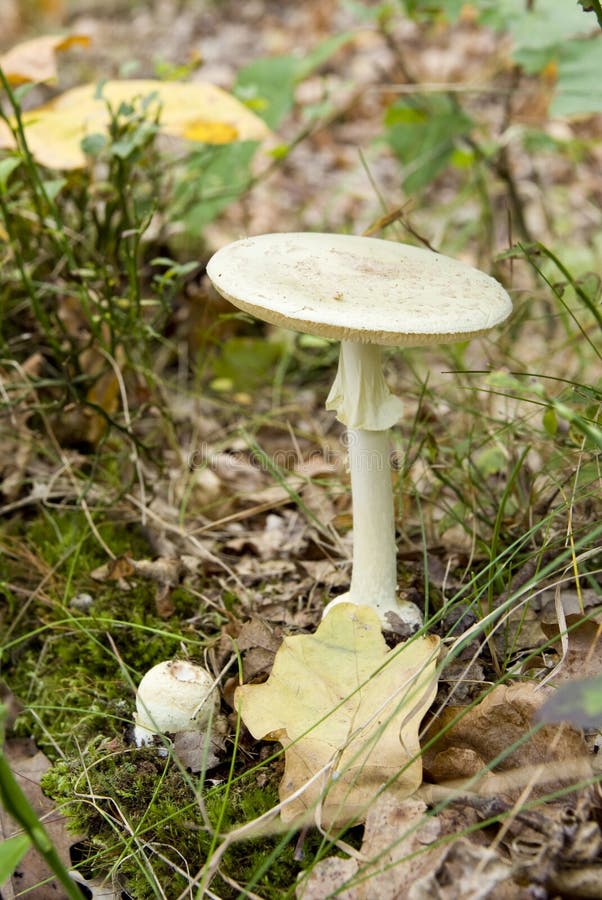 Toadstool stock photo. Image of poisonous, amanita, plant - 16526336