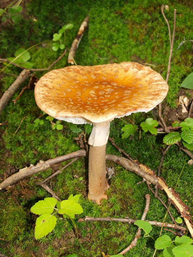 Toadstool stock image. Image of seasonal, mushroom, brown - 21803223