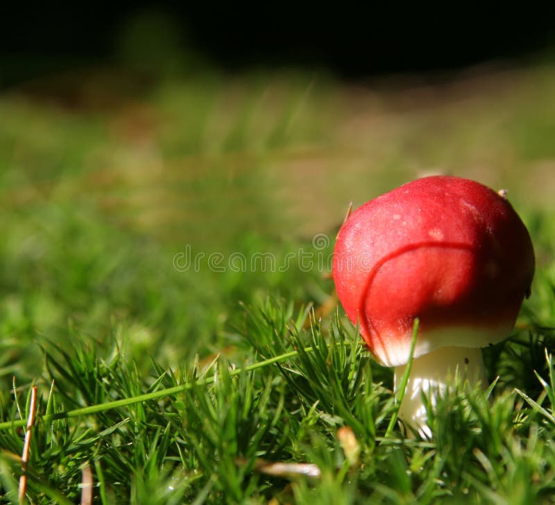 Toadstool stock photo. Image of decay, amanita, fungi - 1657302