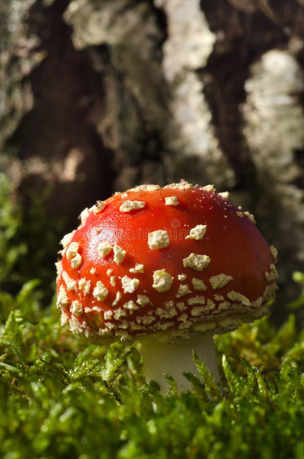 Toadstool stock photo. Image of story, toadstool, amanita - 22115746
