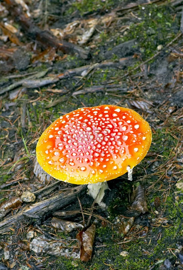 Close Up of the Red Toadstool Stock Image - Image of botany, closeup ...