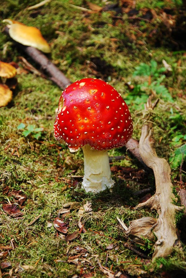 Toadstool stock photo. Image of magic, fungi, macro, medicine - 24578360