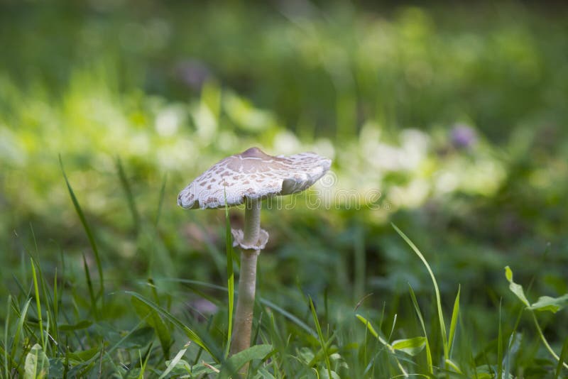 Toadstool stock photo. Image of magic, food, autumn, nature - 26551478