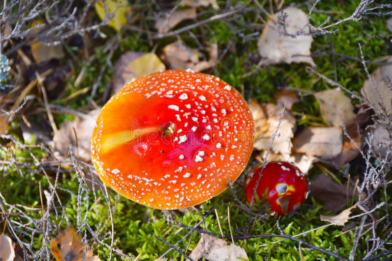 Toadstool stock image. Image of color, danger, dangerous - 26689215