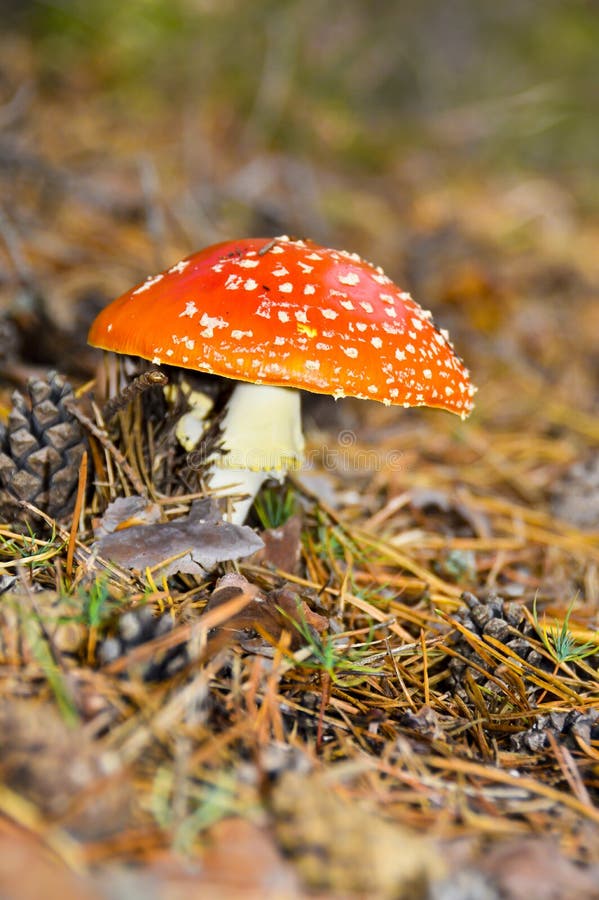Toadstool stock photo. Image of poisonous, healthy, closeup - 26689314