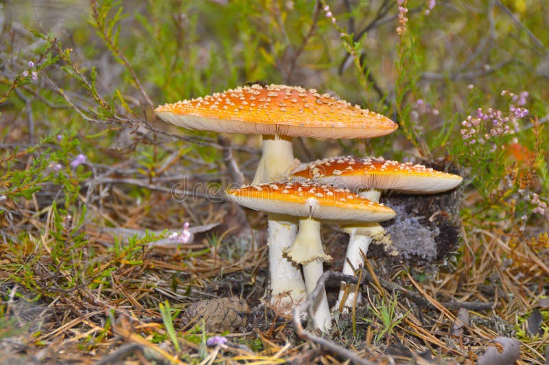 Toadstool stock image. Image of poison, autumn, stem - 26689411