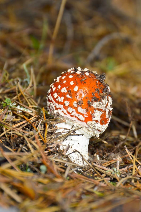 Toadstool stock image. Image of biology, light, plant - 26689425