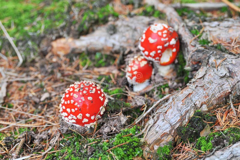 Toadstool stock image. Image of autumn, toadstool, moss - 27520709