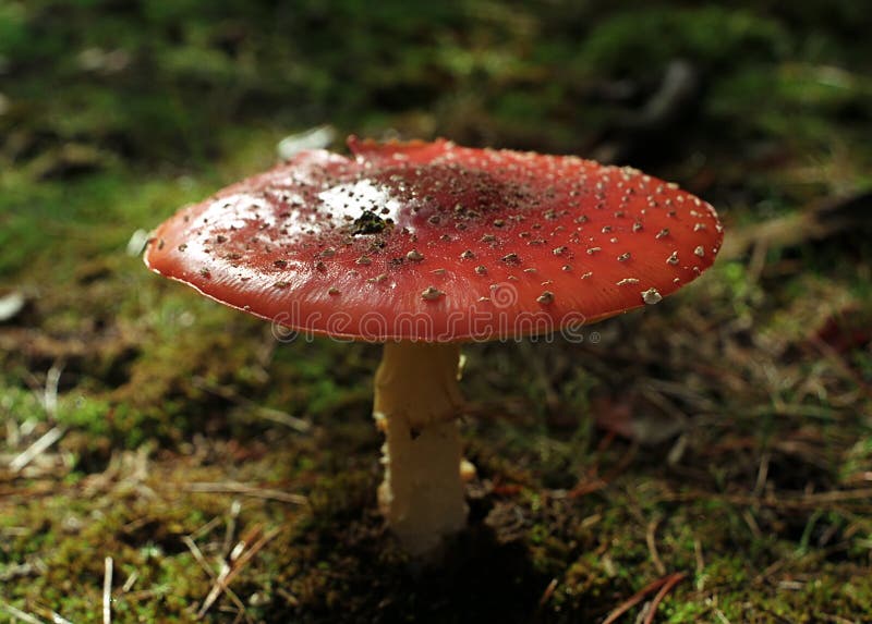 Toadstool #3 stock image. Image of forest, agaric, bane - 107063