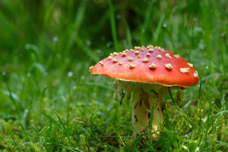 Toadstool stock photo. Image of spotted, toadstool, flora - 3381616