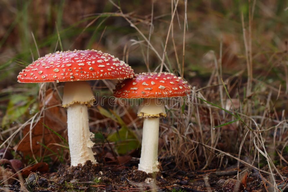 Toadstool stock image. Image of white, group, stem, toadstool - 3381619