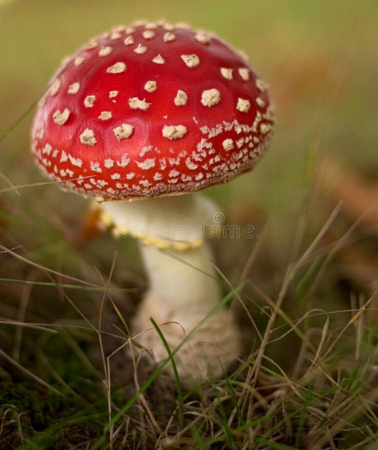 Toadstool Picture. Image: 3447338