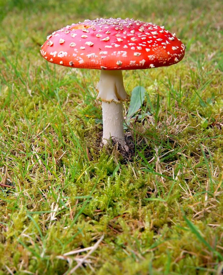 Toadstool stock photo. Image of park, close, fairy, colorful - 3798226
