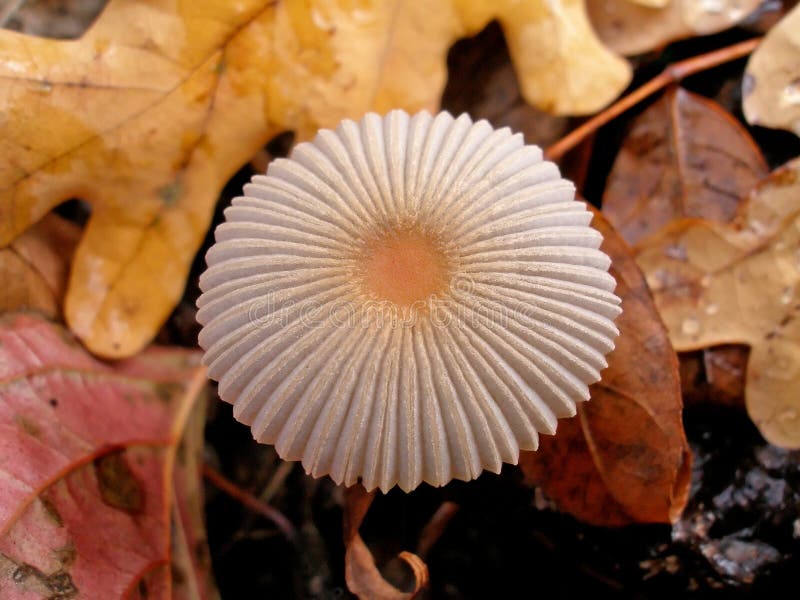 Large White Toadstool stock image. Image of plants, natural - 1178857