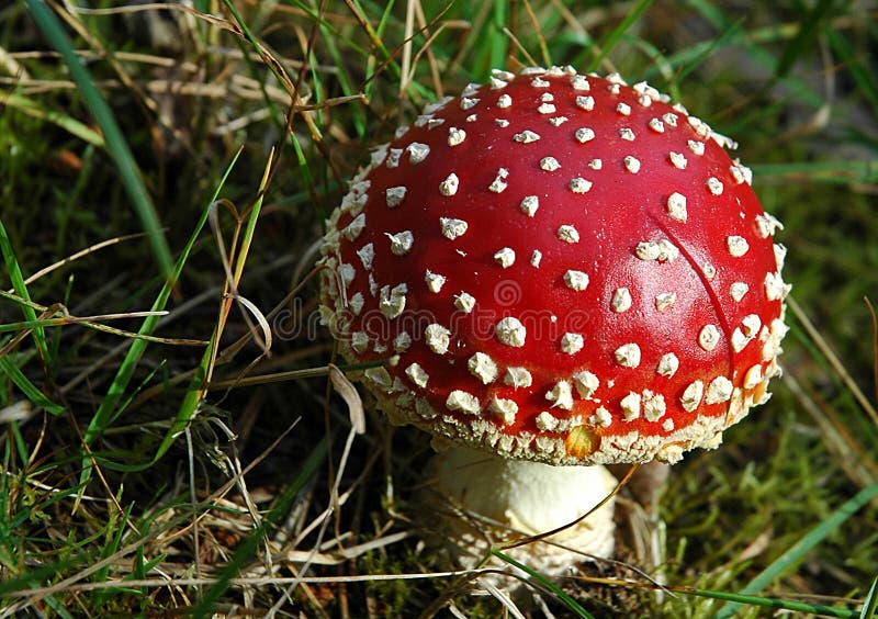 Toadstool stock photo. Image of fungus, toadstool, spots - 57806