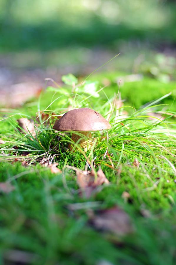 Toadstool stock photo. Image of natural, toadstool, environment - 6300032